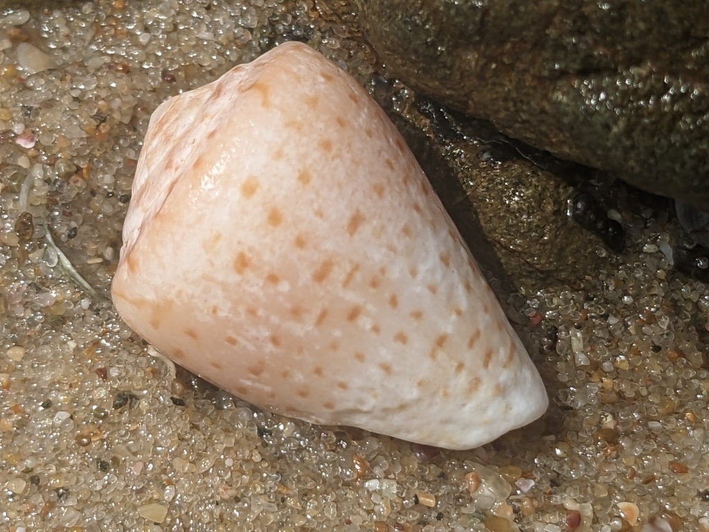 Black-end Cone from Port Macquarie NSW 2444, Australia on January 17 ...