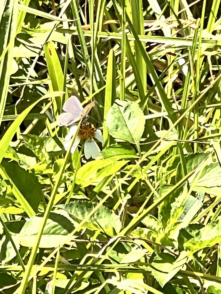 Lesser Grass Blue from Waimea Canyon State Park, Princeville, HI, US on ...