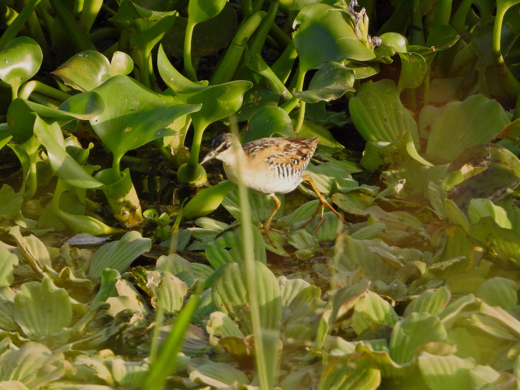 Yellow-breasted Crake from Laguna Cartagena, Lajas, Puerto Rico, US on ...