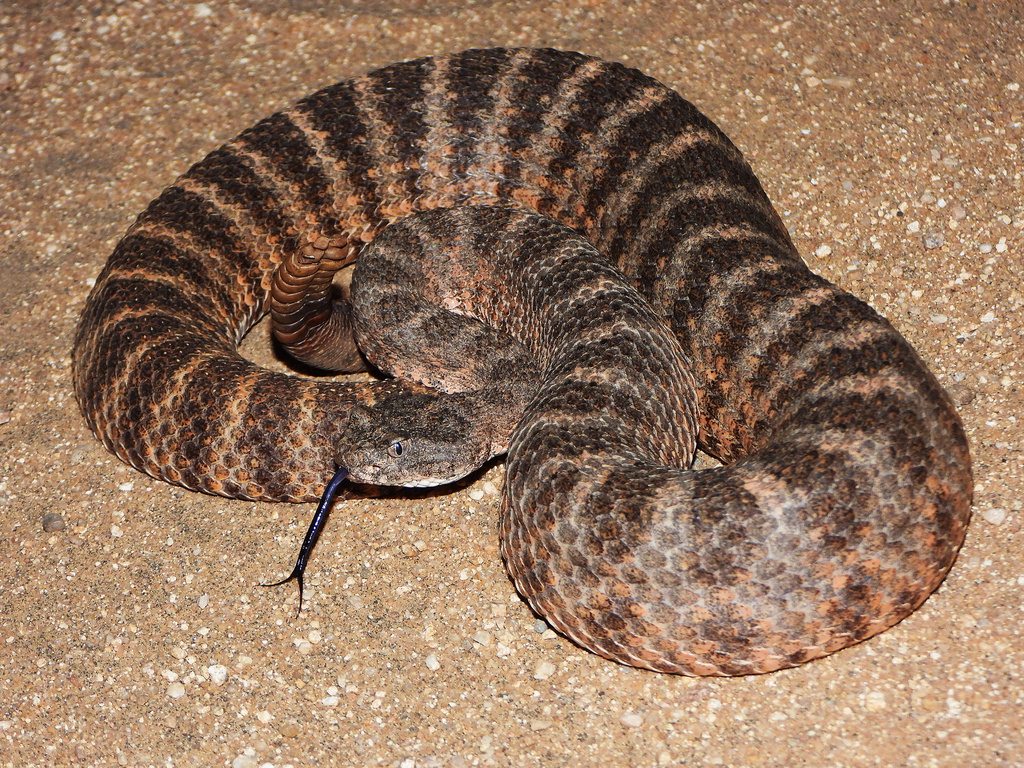 Tiger Rattlesnake (Crotalus tigris) - Snakes and Lizards