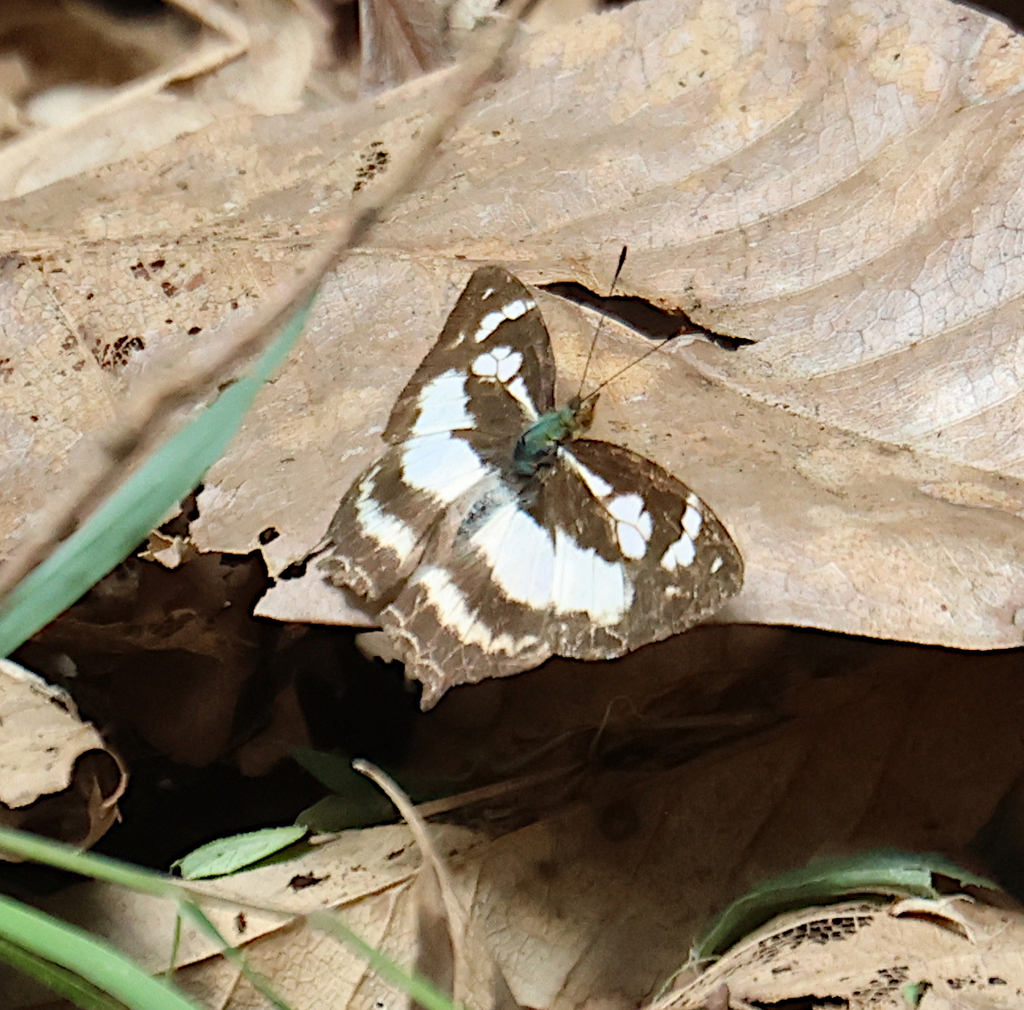 Brush-footed Butterflies from Bali Botanical Garden, Tabanan Regency ...
