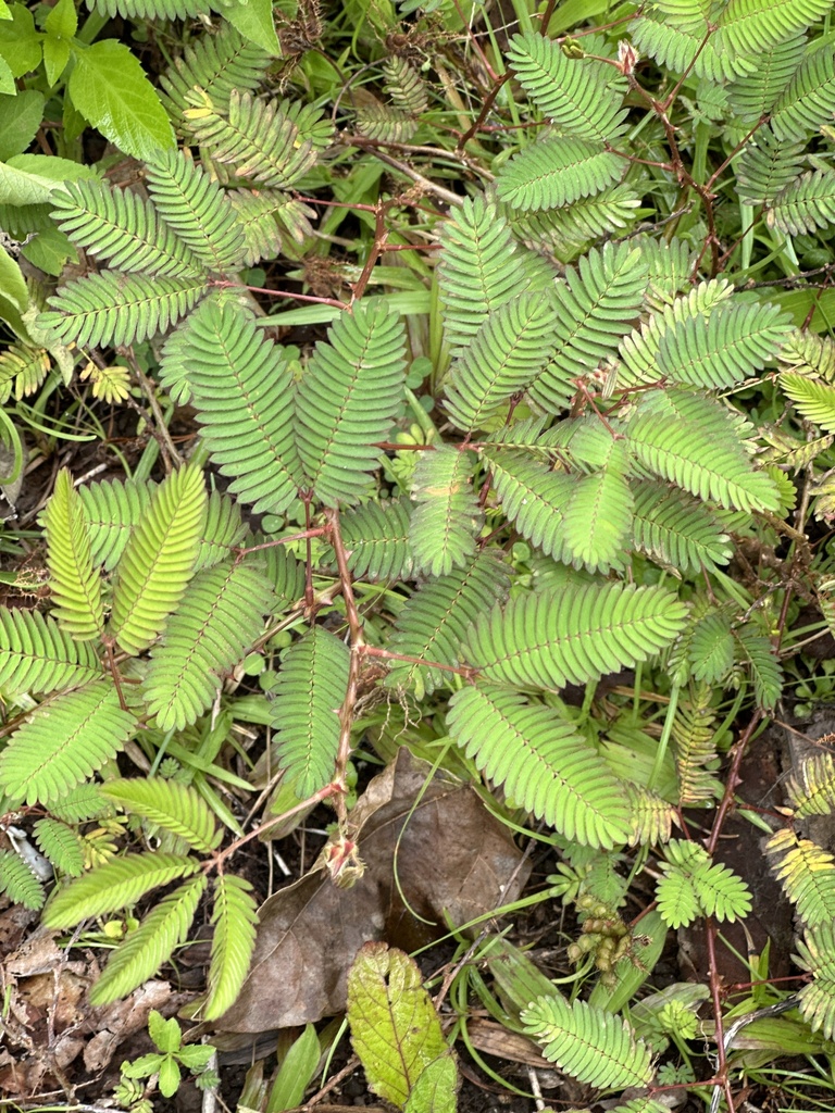 Sensitive Plant from Tutuila Island, American Samoa, AS on January 18 ...