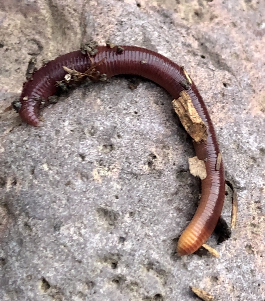 Earthworms in January 2024 by tvl. Found in domestic garden · iNaturalist