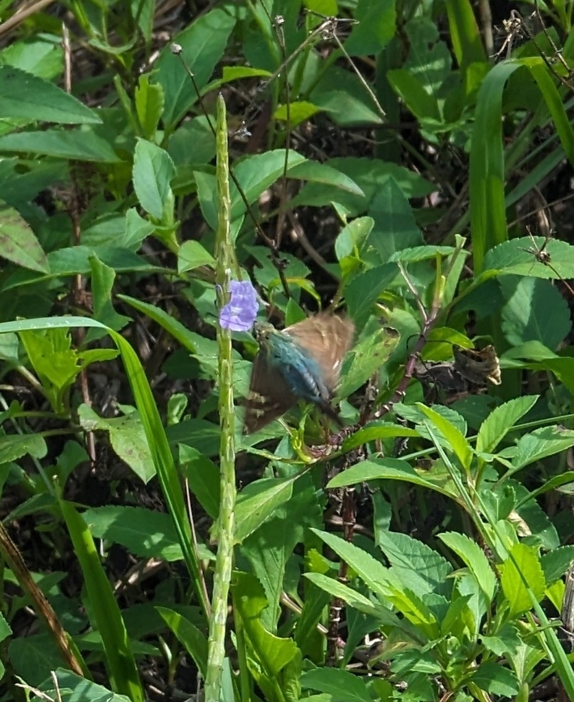 Long-tailed Skipper from Florida City, FL 33034, USA on January 18 ...