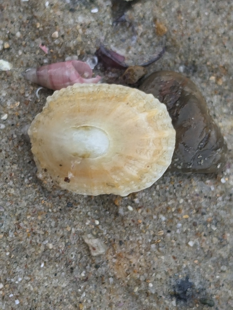 Cap-shaped False Limpet from Lake Cathie NSW 2445, Australia on January ...