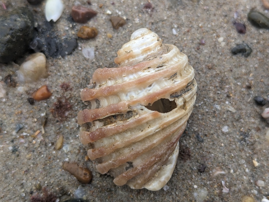 Cart-Rut Shell from Lake Cathie NSW 2445, Australia on January 17, 2024 ...