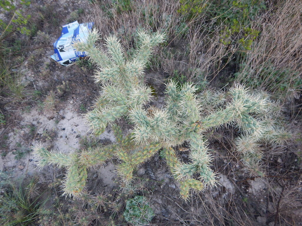 tree cholla from Cedral, S.L.P., México on July 16, 2019 at 07:20 AM by ...