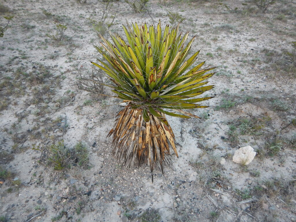 giant Spanish-dagger from Cedral, S.L.P., México on July 16, 2019 at 07 ...