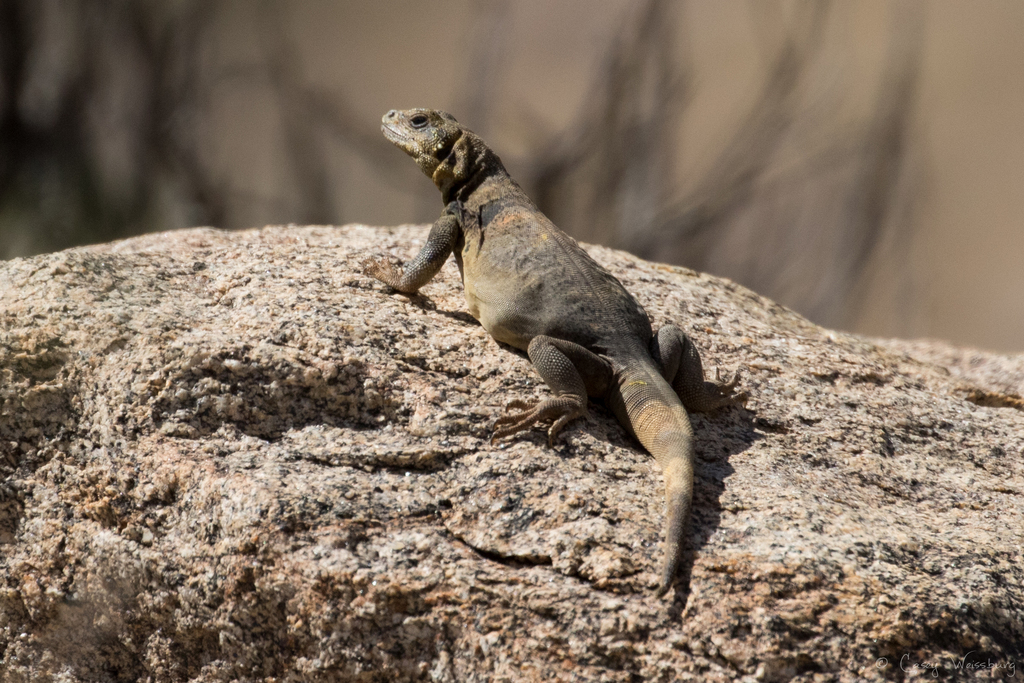 Common Chuckwalla from 200 Palm Canyon Dr, Borrego Springs, CA 92004 ...