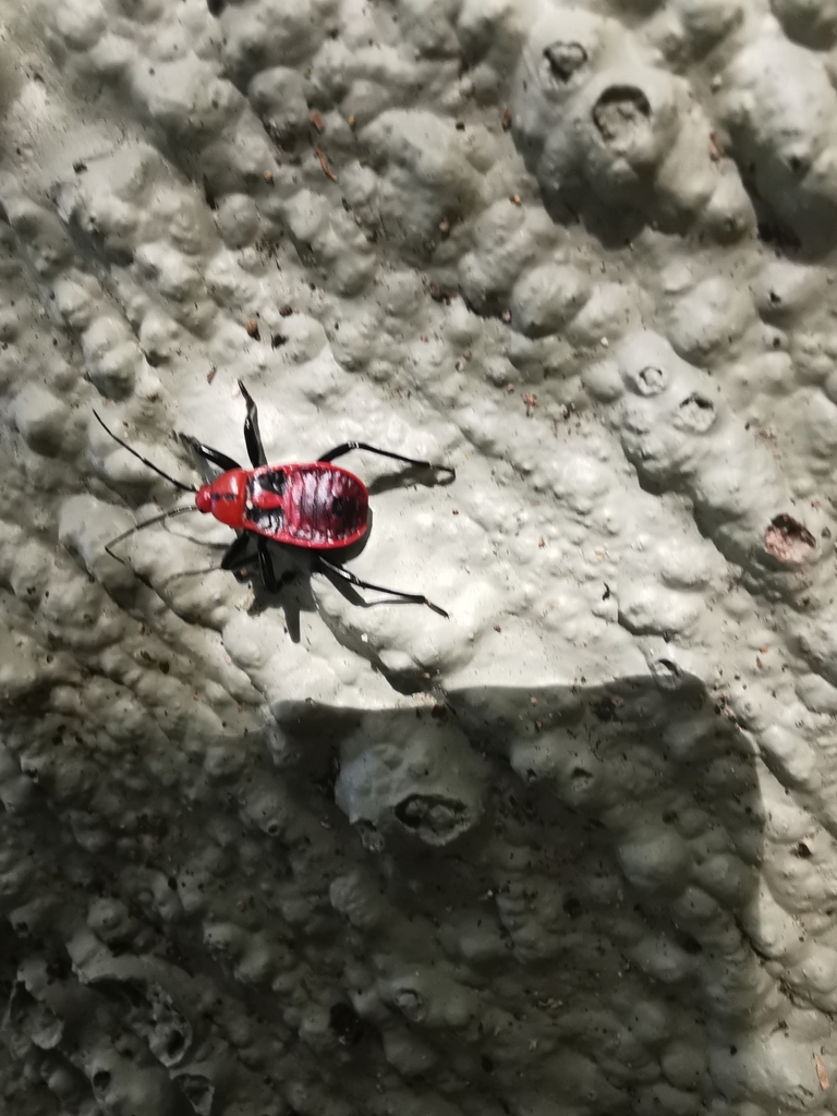 Millipede Assassin from Ehlanzeni, ZA-MP, ZA on January 19, 2024 at 07: ...