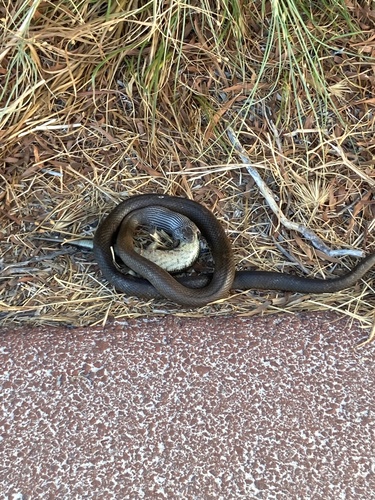 Dugite (Pseudonaja affinis) - Snakes and Lizards