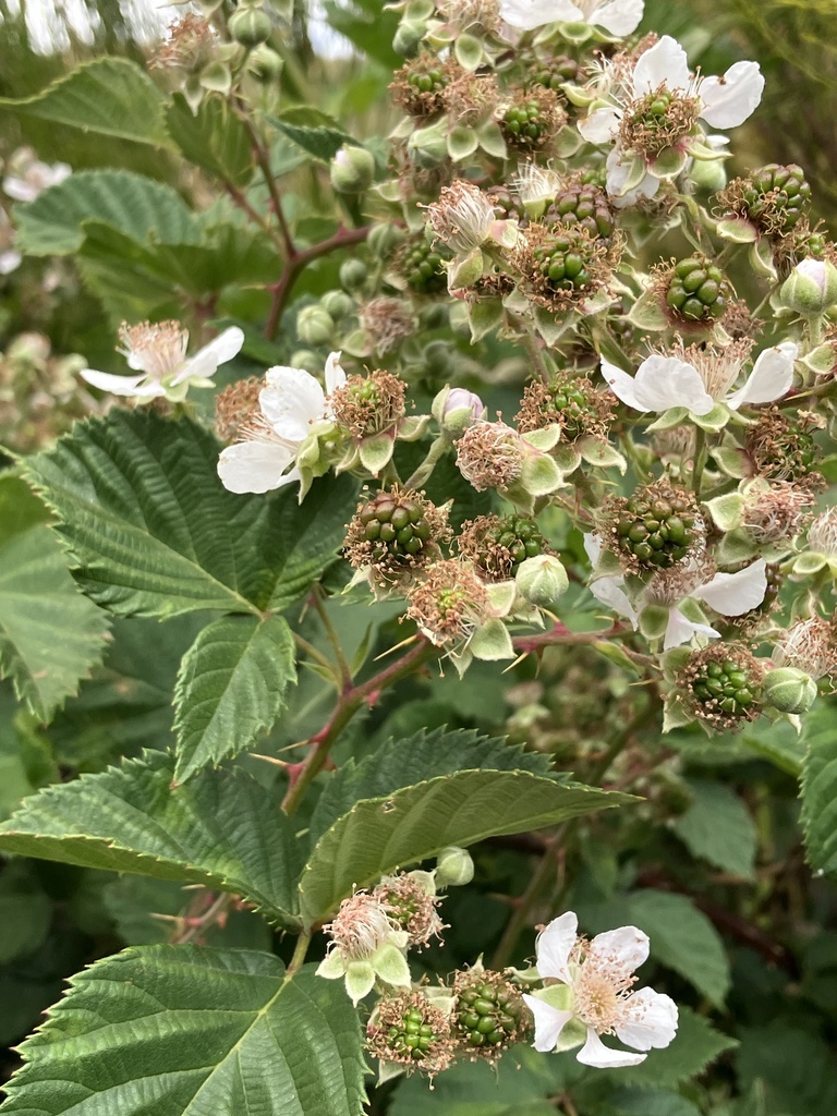 Vigorous Bramble from Cederberg Rural, Citrusdal, WC, ZA on December 14 ...