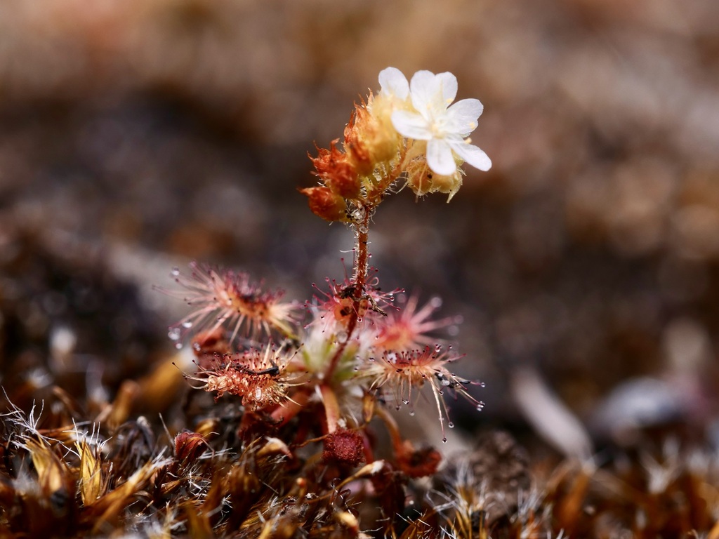 Drosera roseana from Hay WA 6333, Australia on January 19, 2024 at 10: ...