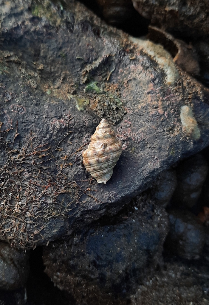 Tissot's Rock Shell from India on January 10, 2024 at 04:32 PM by ...