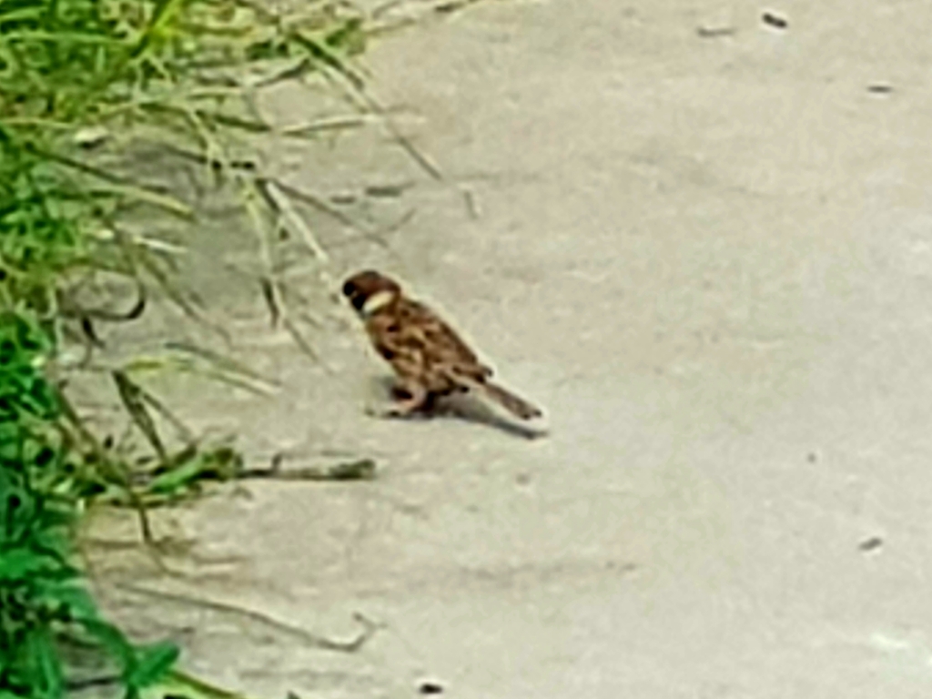 Eurasian Tree Sparrow from Sri Emas Condominium, Bukit Bintang, 55100 ...