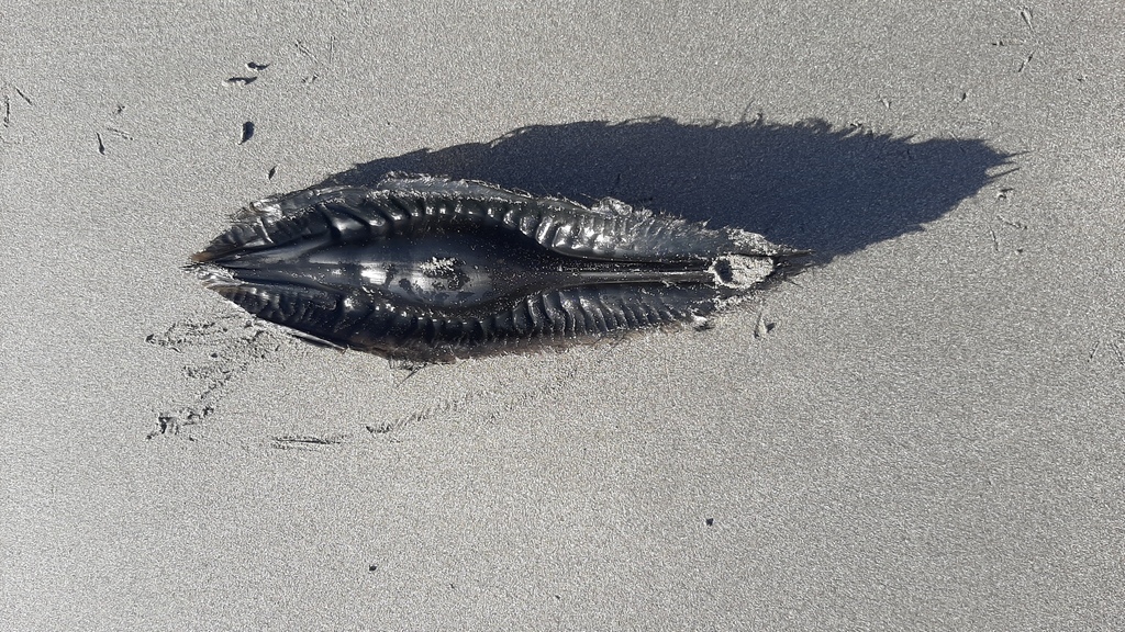 Cape Elephantfish from West Coast, ZA-WC, ZA on November 12, 2023 at 07 ...