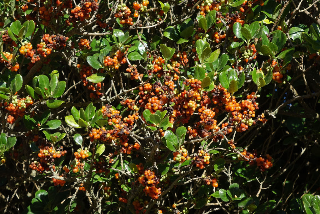 Taupata from Ocean Grove, Dunedin, New Zealand on April 13, 2019 at 02: ...