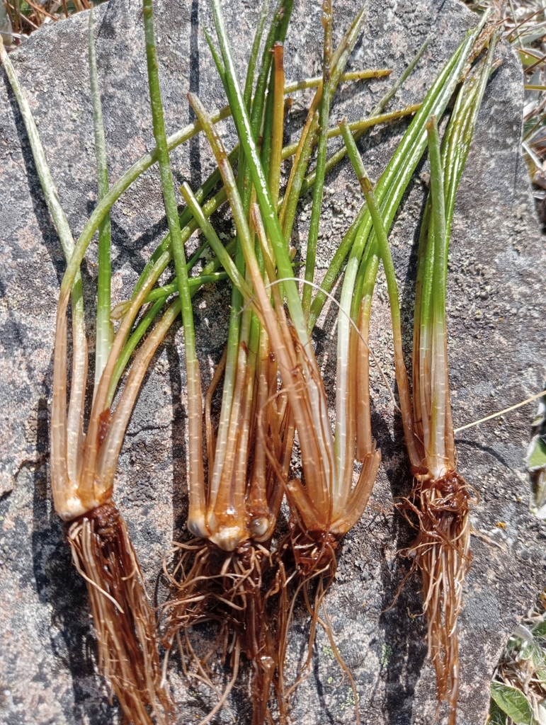 Alpine Quillwort from 9412, New Zealand on January 17, 2024 at 06:19 PM ...