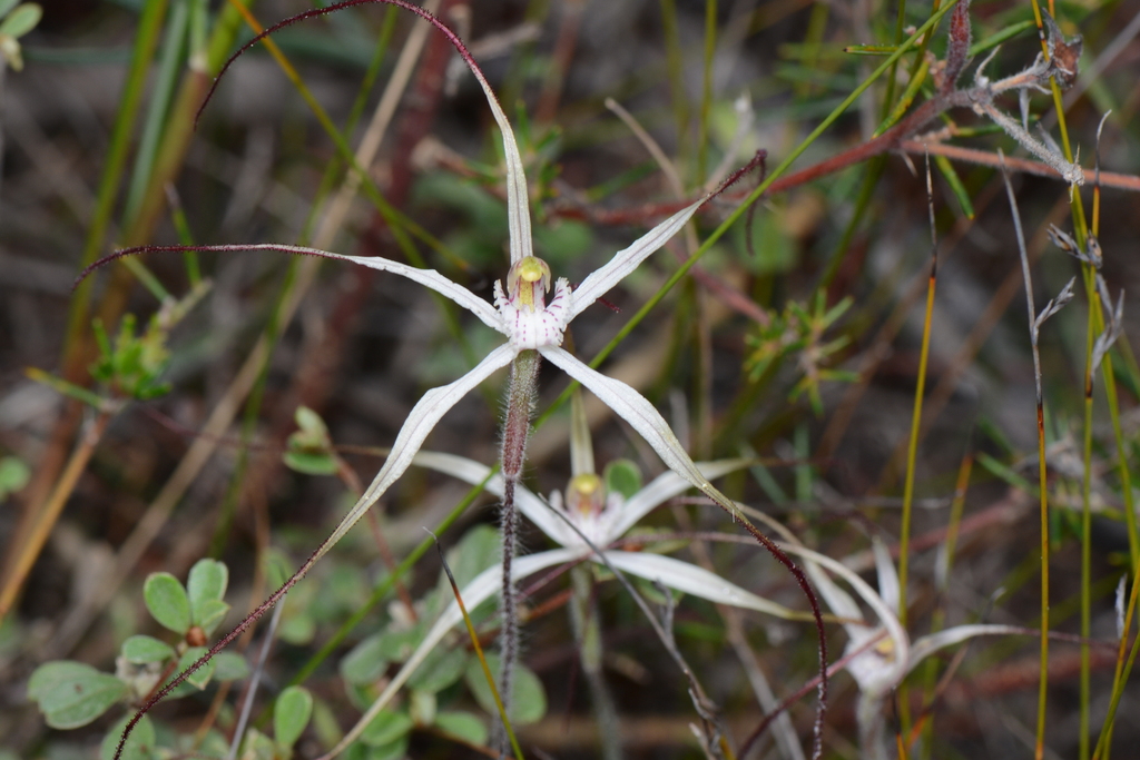 western wispy spider orchid from Boyatup WA 6450, Australia on August ...