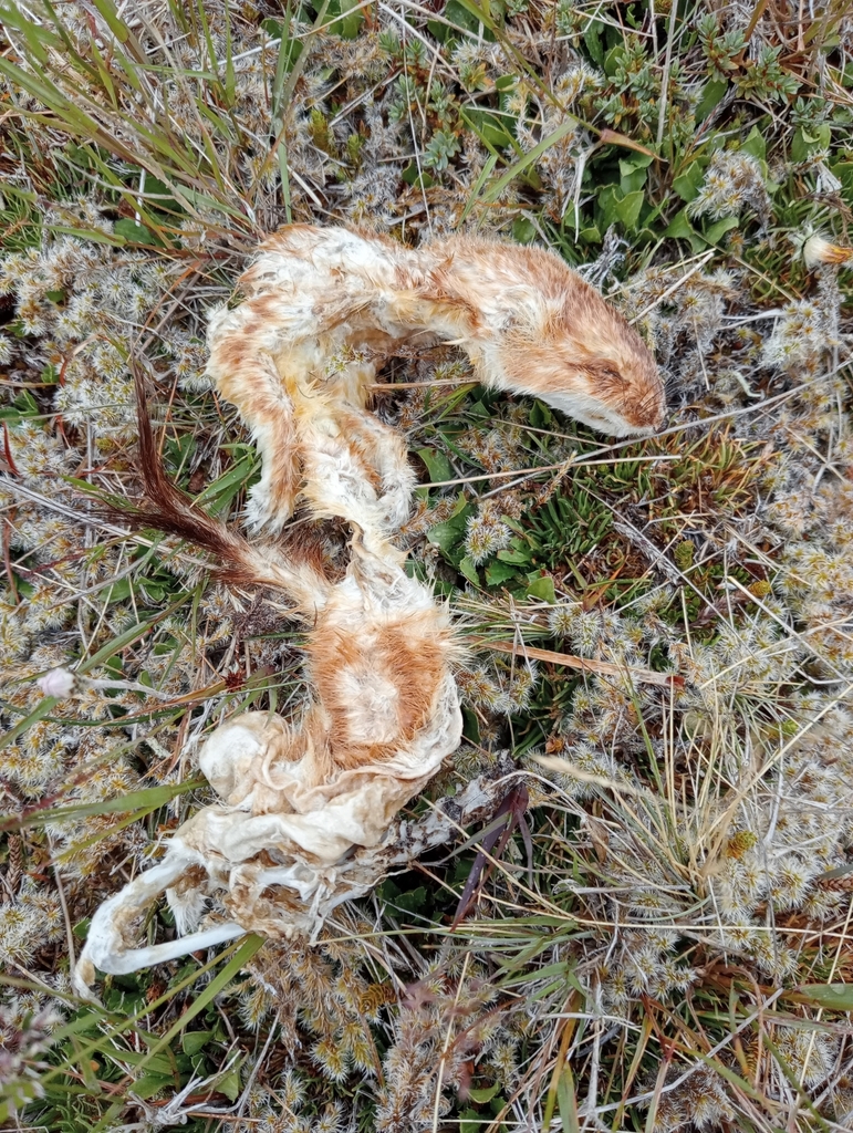 Mustelids from 9412, New Zealand on January 18, 2024 at 09:25 AM by ...