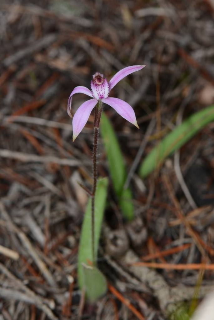 Pink candy orchid from Boyatup WA 6450, Australia on August 30, 2023 at ...