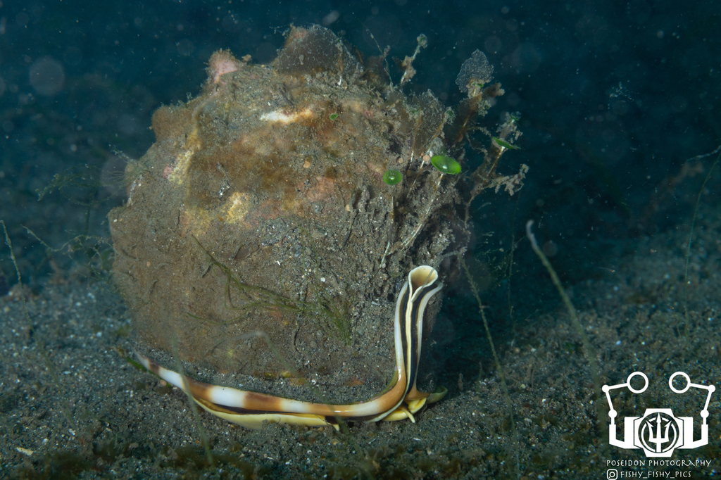 Horned Helmet Snail from Zamboanguita, Negros Oriental, Philippines on ...