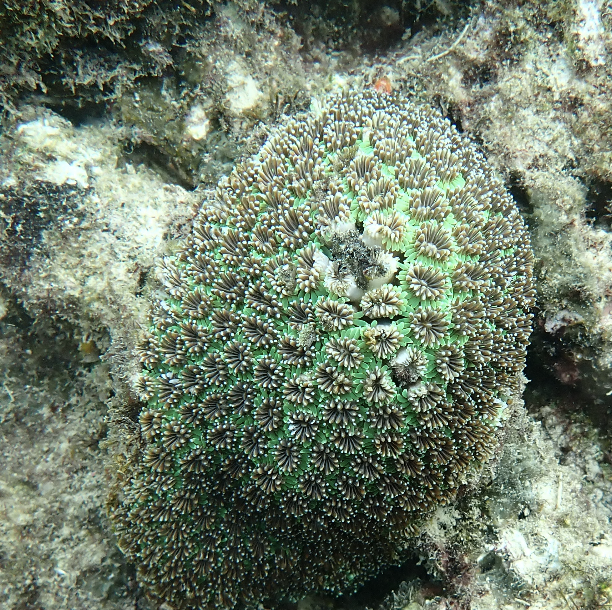 Galaxy Coral in January 2024 by Adam Smith · iNaturalist