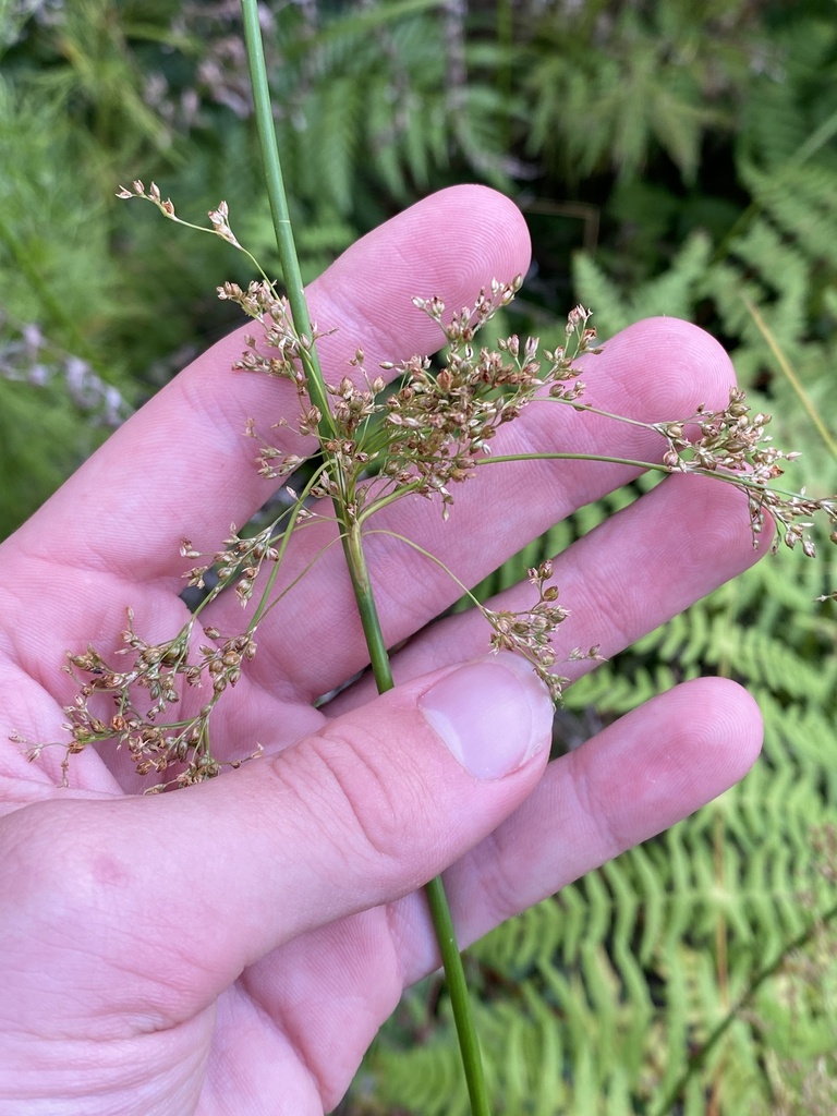 Juncus continuus from Booderee National Park, Jervis Bay, Jervis Bay ...