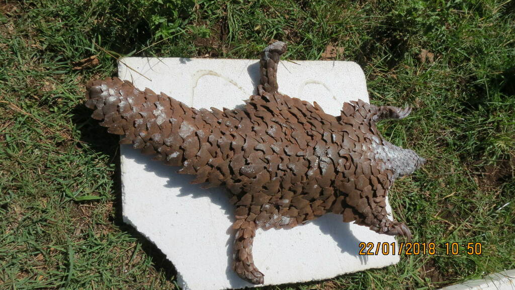 Temminck's Ground Pangolin in January 2018 by Simon Musila. Oloiborr ...