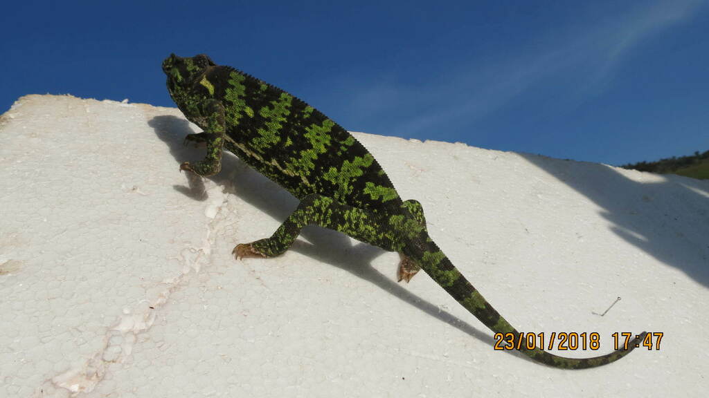 Flap-necked Chameleon from Loita, Kenya on January 23, 2018 at 05:47 PM ...