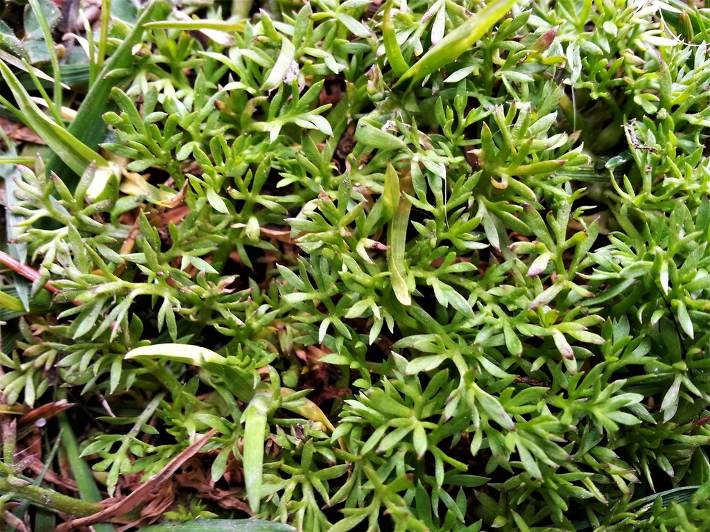 common soliva from Marrowstone, WA 98358, USA on April 12, 2019 at 01: ...