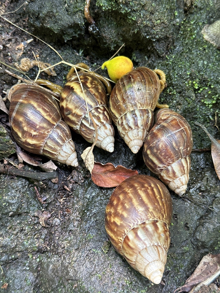 African Giant Snail from Tutuila Island, American Samoa, AS on January ...