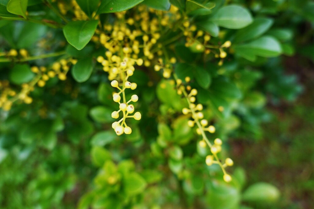 Chinese Perfume Plant from Bukit Gombak Park, Sg on January 19, 2024 at ...
