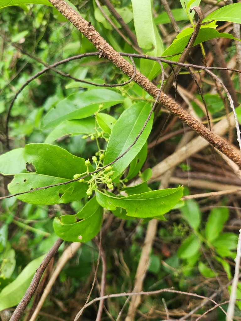 staff-vine family from Undullah QLD 4285, Australia on January 12, 2024 ...