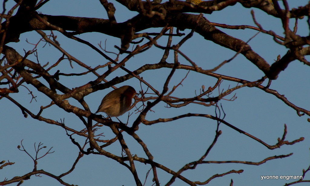 European Robin from Bisserup havn, 4243 Rude, Danmark on January 18 ...