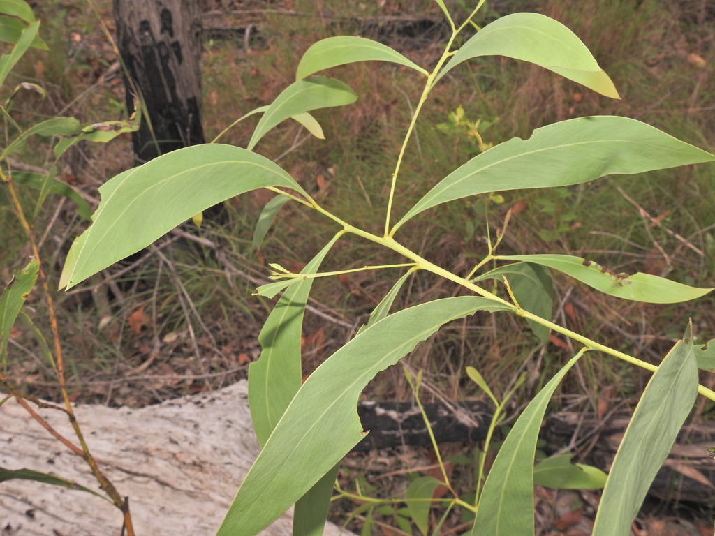 sickle wattle from Talegalla Weir QLD 4650, Australia on January 19 ...