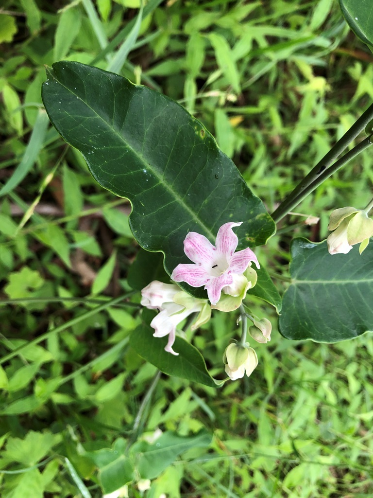 Moth Vine from East Haldon QLD 4343, Australia on January 19, 2024 at ...