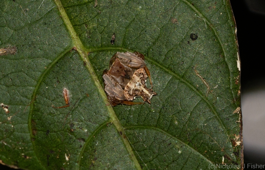 Winged Arkys from Lismore NSW 2480, Australia on January 17, 2024 at 03 ...