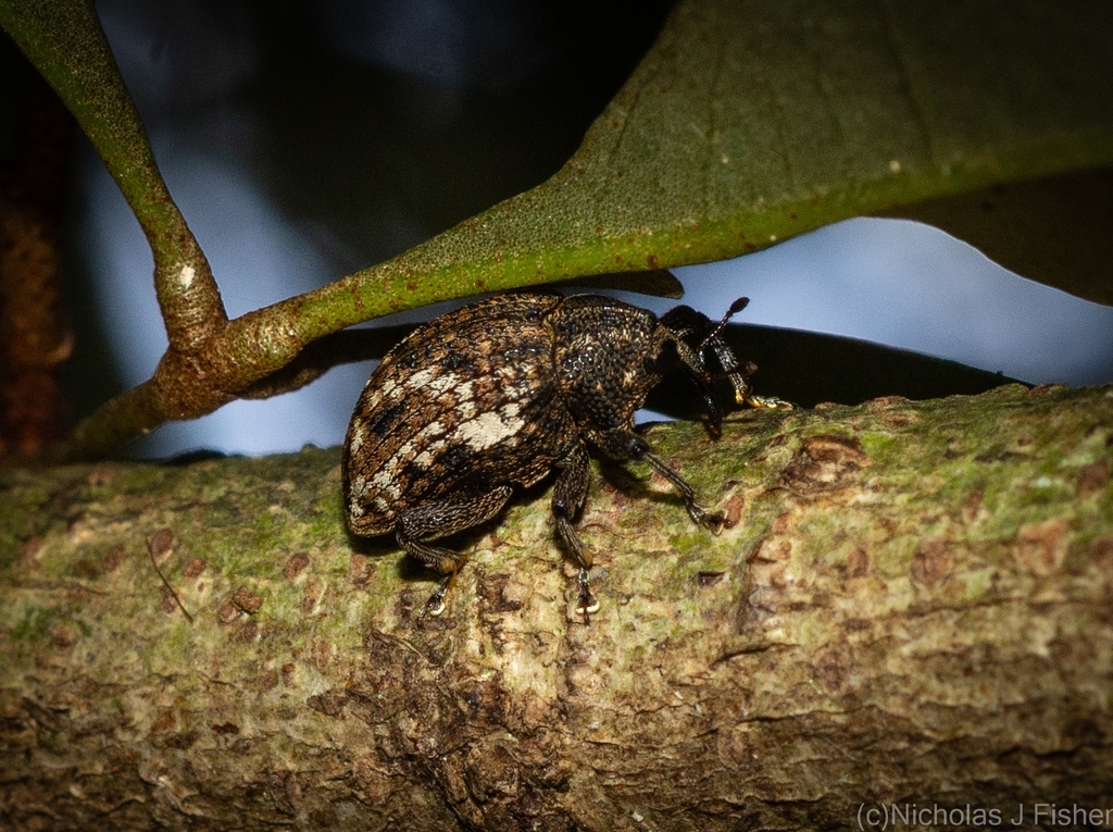 Tyrtaeosus microthorax from Lismore NSW 2480, Australia on January 17 ...