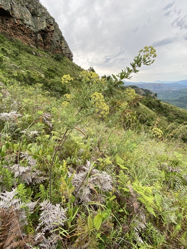 Heteromorpha pubescens · iNaturalist Australia