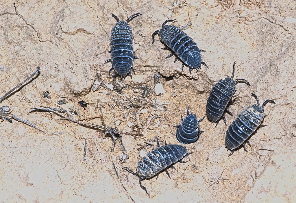 Saharan Sandlouse from Be'er Sheva, Israel on February 6, 2021 at 11:40 ...