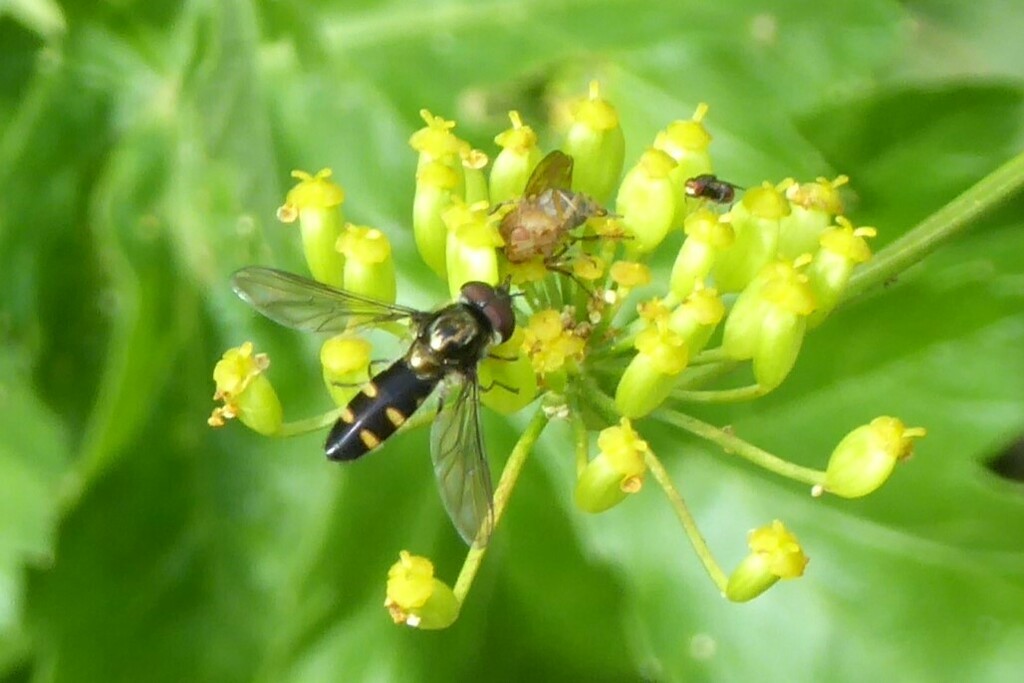 Large Hover Fly from Waikouaiti, New Zealand on January 11, 2024 at 08: ...
