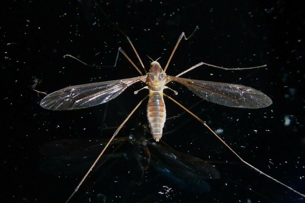 Leptotarsus from Waikouaiti, New Zealand on January 11, 2024 at 09:55 ...