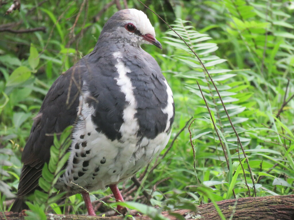 Wonga Pigeon from Green Cape NSW 2551, Australia on January 14, 2024 at ...