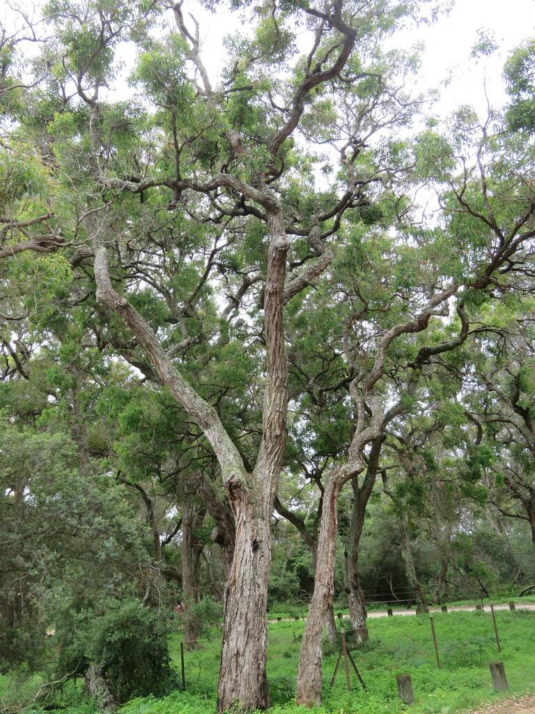 Rough-barked Apple from Green Cape NSW 2551, Australia on January 14 ...