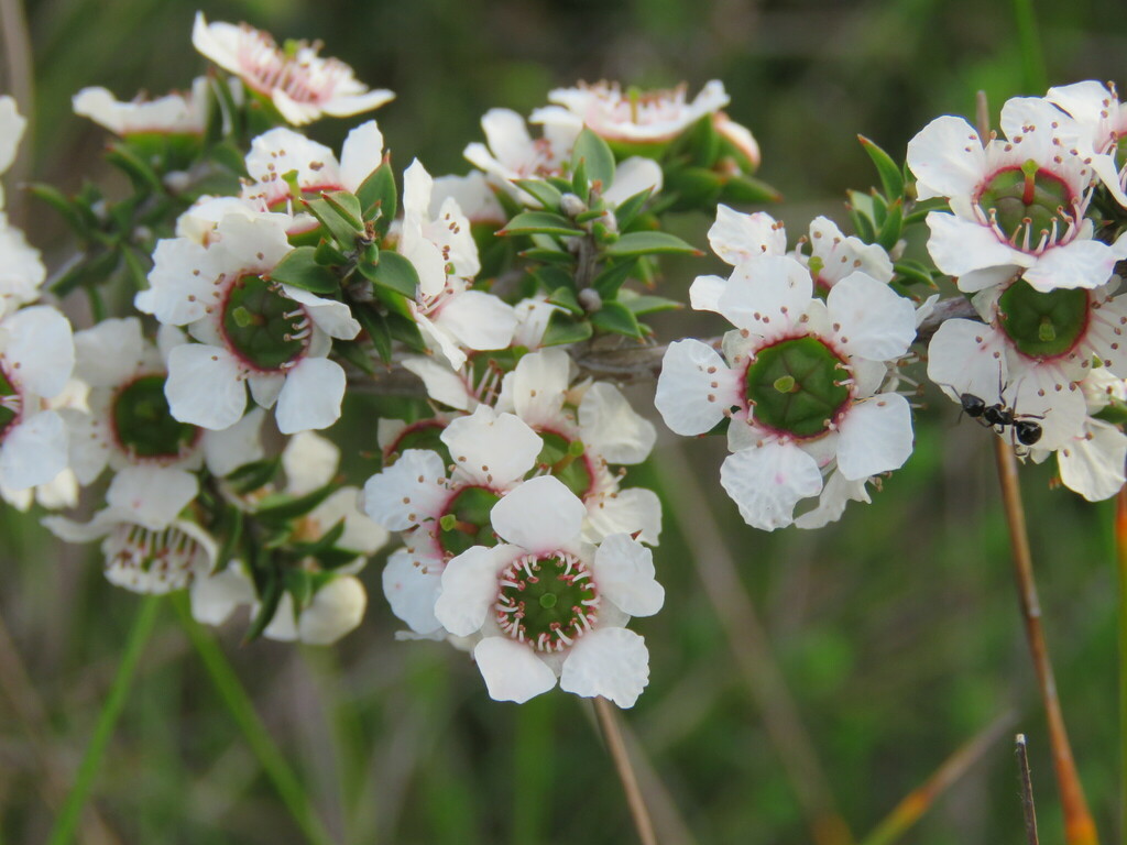 prickly tea-tree from Green Cape NSW 2551, Australia on January 16 ...