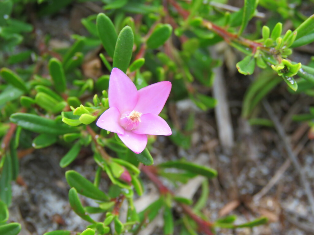small Crowea from Green Cape NSW 2551, Australia on January 16, 2024 at ...