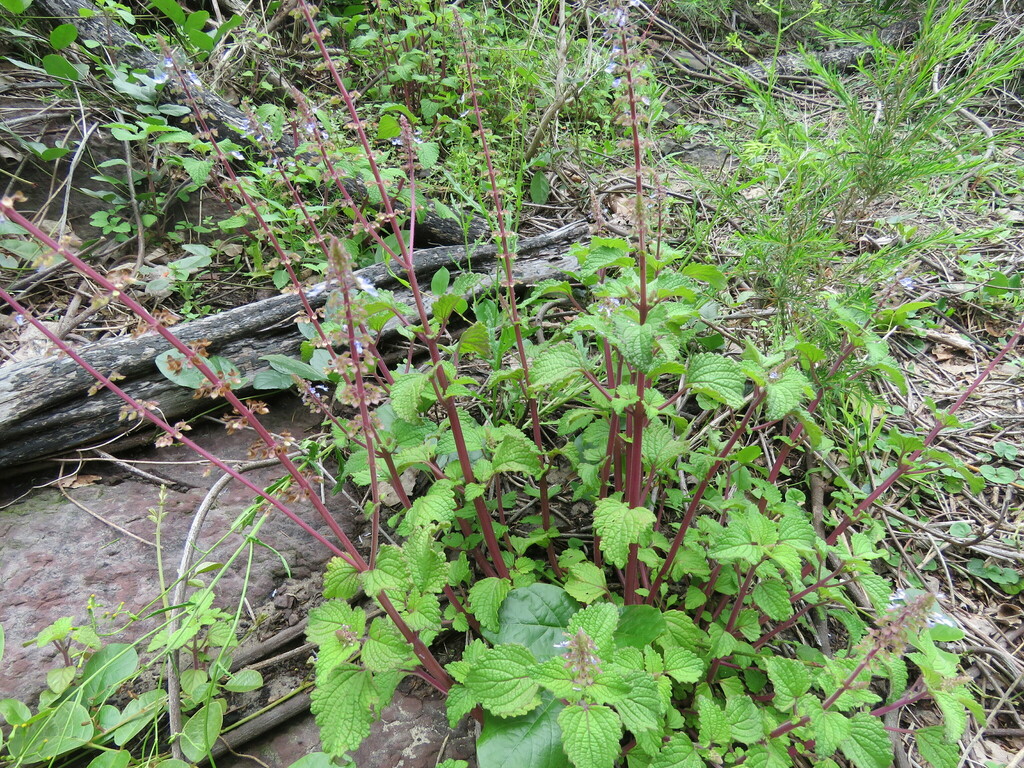 little spurflower from Wonboyn NSW 2551, Australia on January 18, 2024 ...