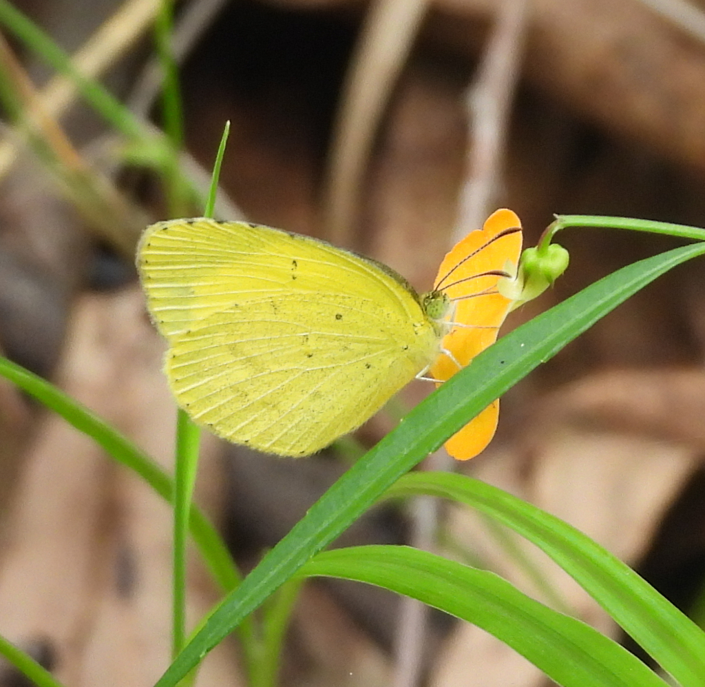Small Grass-yellow from Mailmans Hill, Bunya QLD 4055, Australia on ...