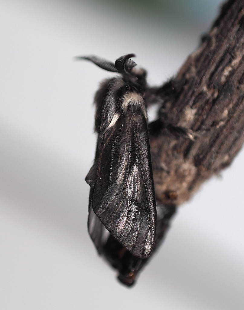 Lewin's Case Moth from Canberra Central, ACT, Australia on January 14 ...